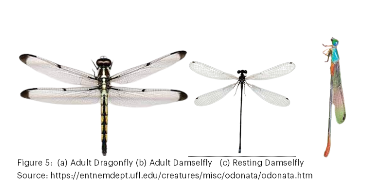 ODONATA: Characterisations and their Ecosystem Services – SustainE